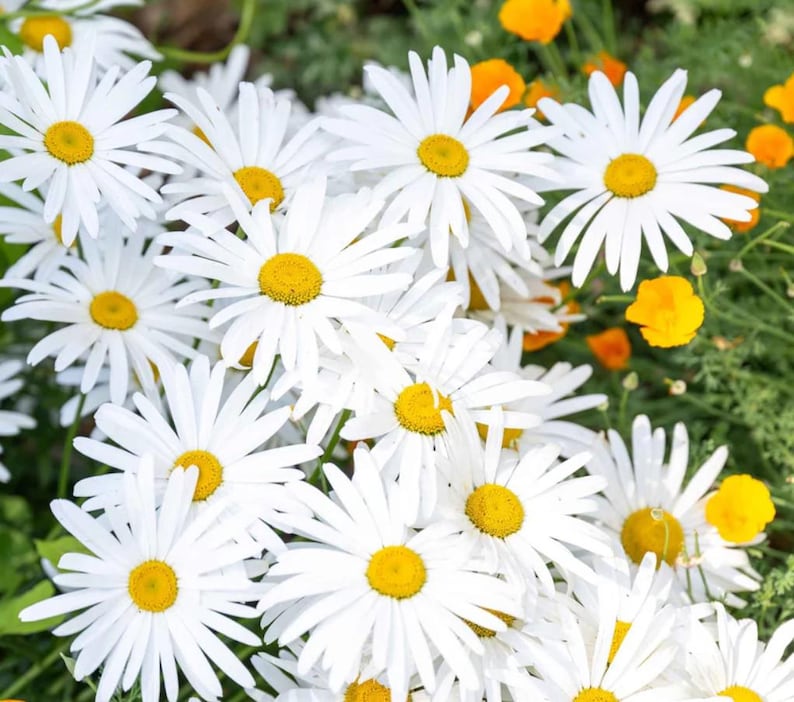 Set of 4 Small Live Oxeye Daisy Plants – Perennial Wildflowers – 3 ...