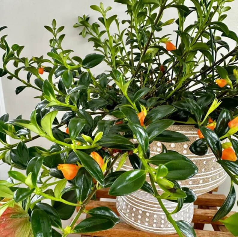 Live Goldfish ‘orange’ – 3–6" Tall in 3–4" Pot – Trailing Plant With ...