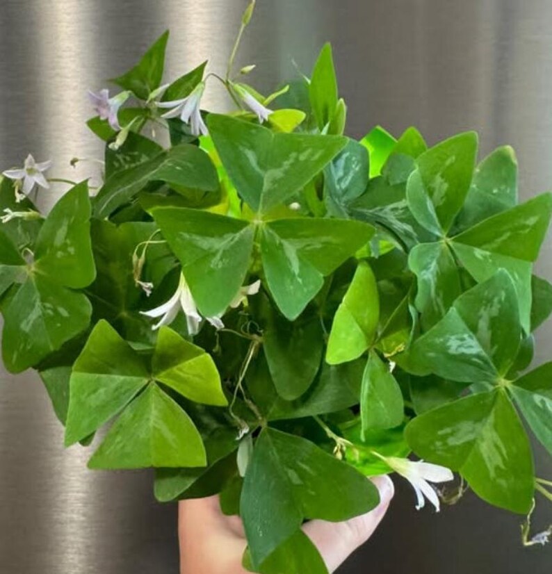 Live Oxalis Shamrock Plant – Small – Deep Shade – Edible Ground Cover ...