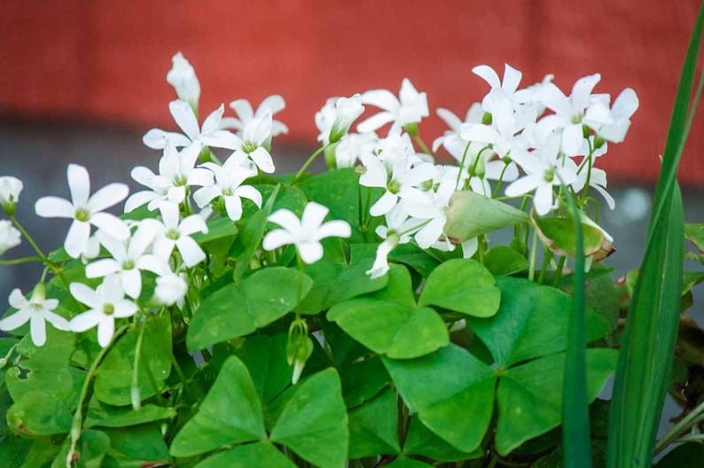 Live Oxalis Shamrock Plant – Small – Deep Shade – Edible Ground Cover ...