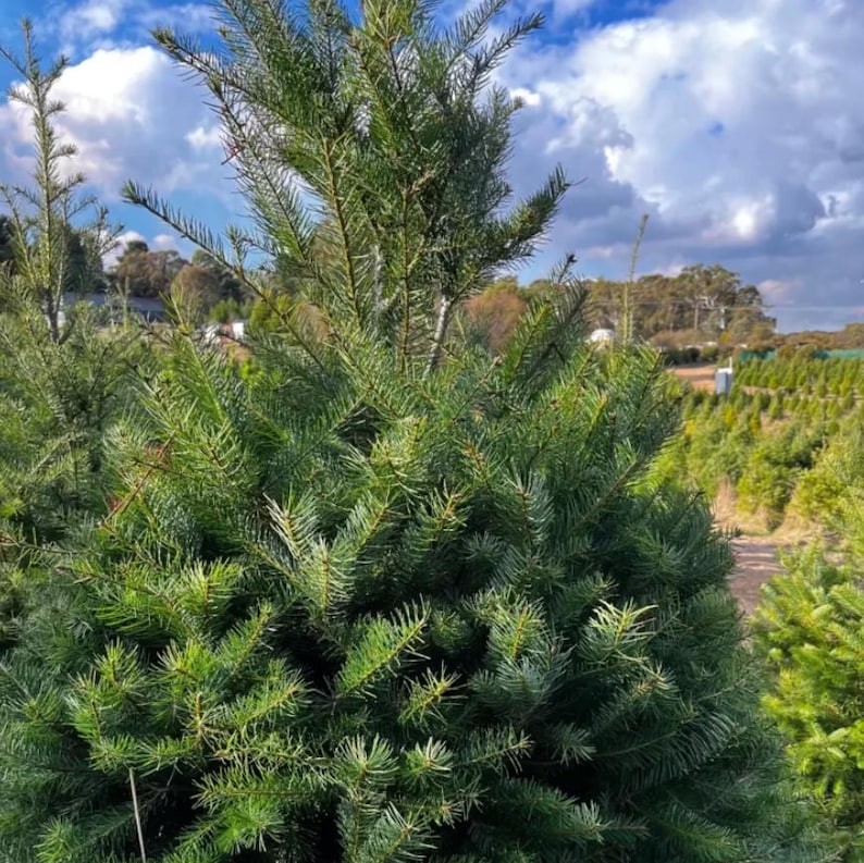 Set of 2 Live Douglas Fir Trees – Potted Small Evergreen Trees ...