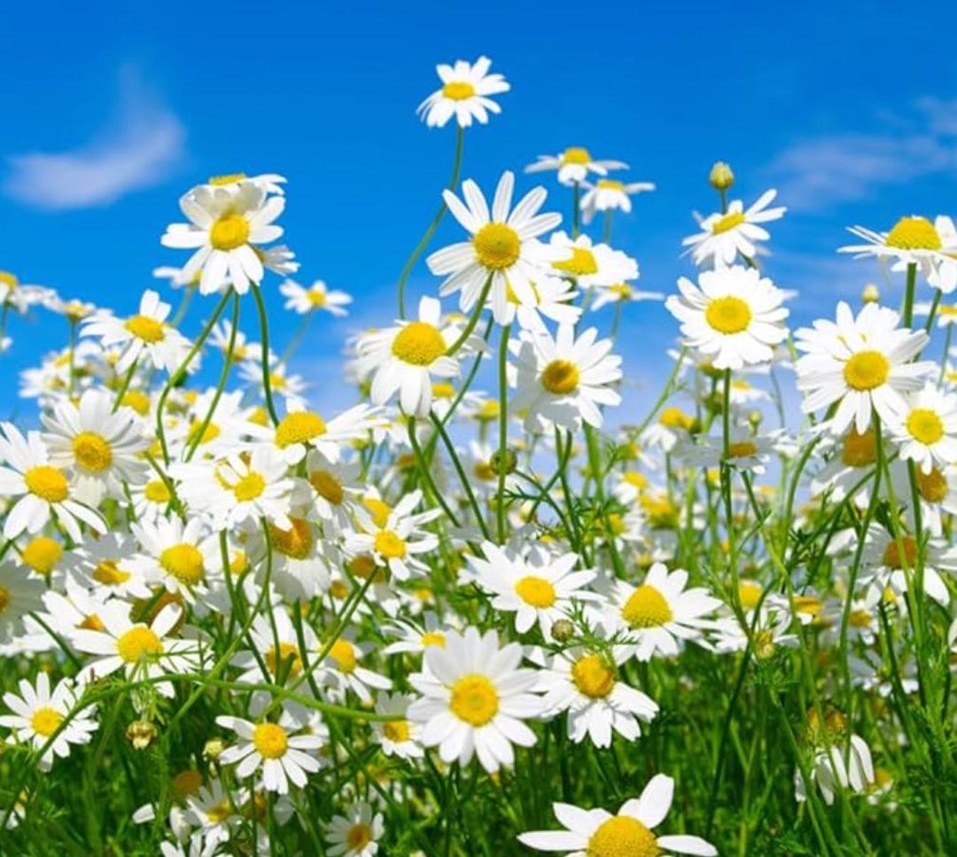 Set of 4 Small Live Oxeye Daisy Plants – Perennial Wildflowers – 3 ...