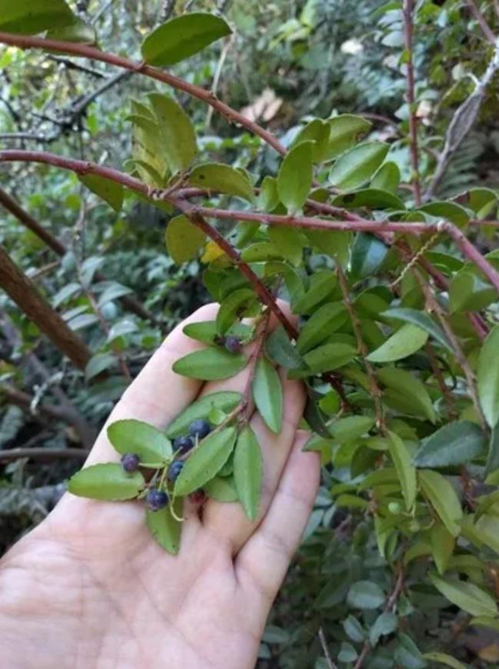 Live Huckleberry Plants - Vaccinium Ovatum - Large - 10-18" Tall in 5 ...