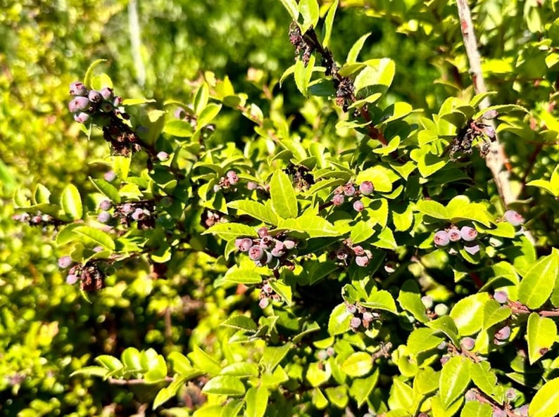Set of 2 Live Huckleberry Plants – Vaccinium Ovatum – Tiny – 1–2" Tall ...