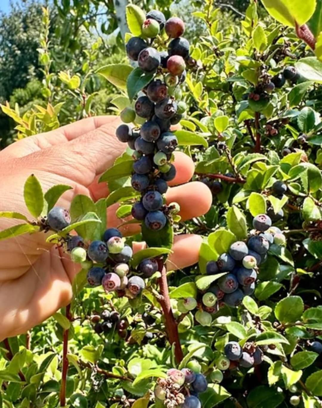 Set of 2 Live Huckleberry Plants – Vaccinium Ovatum – Small – 3–7" Tall ...