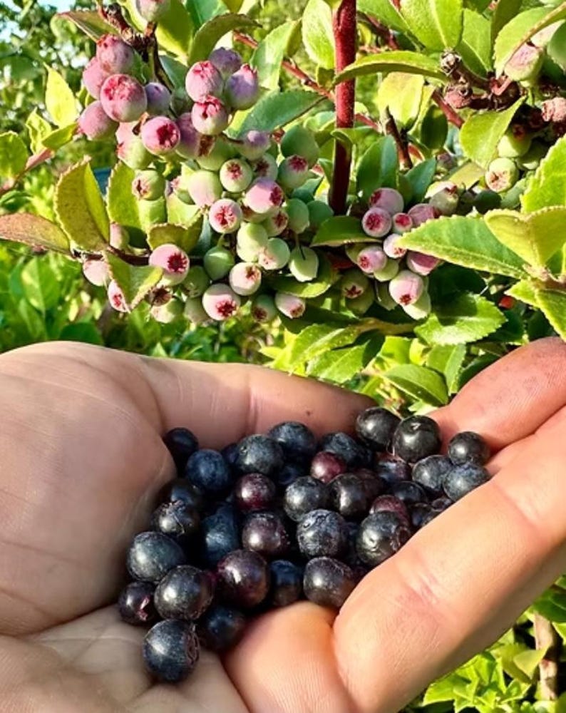 Set of 2 Live Huckleberry Plants – Vaccinium Ovatum – Tiny – 1–2" Tall ...