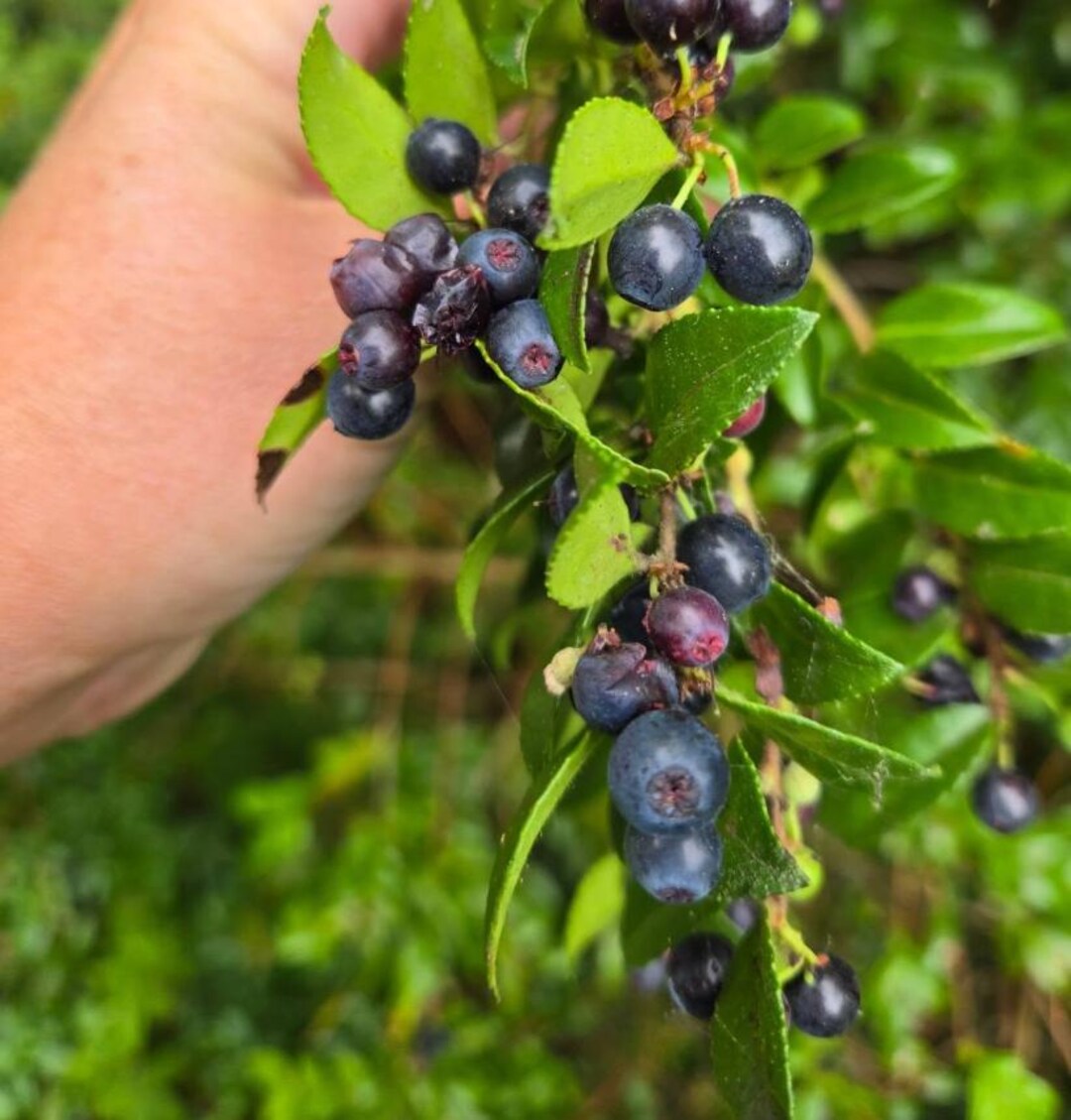 Live Huckleberry Plants – Vaccinium Ovatum – Large – 10–18" Tall – Set ...