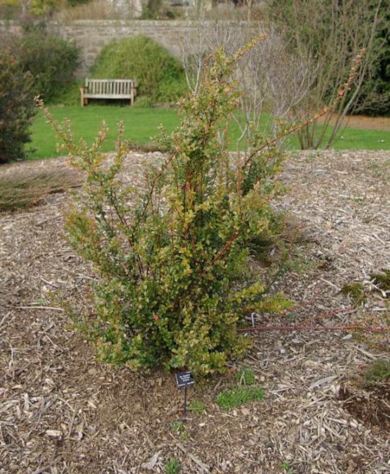 Live Huckleberry Plants - Vaccinium Ovatum -tiny - 1-2" Tall in Little ...