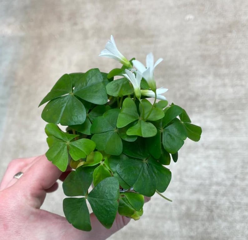 Live Oxalis Shamrock Plant – Small – Deep Shade – Edible Ground Cover ...