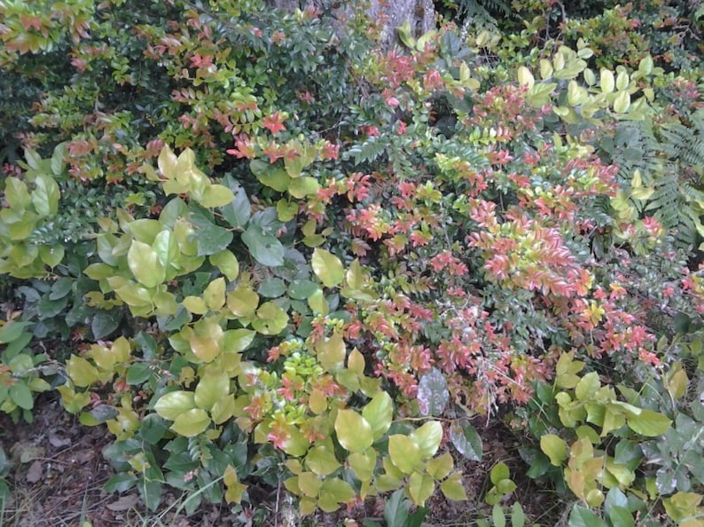 Live Huckleberry Plants - Vaccinium Ovatum - Large - 10-18" Tall in 5 ...
