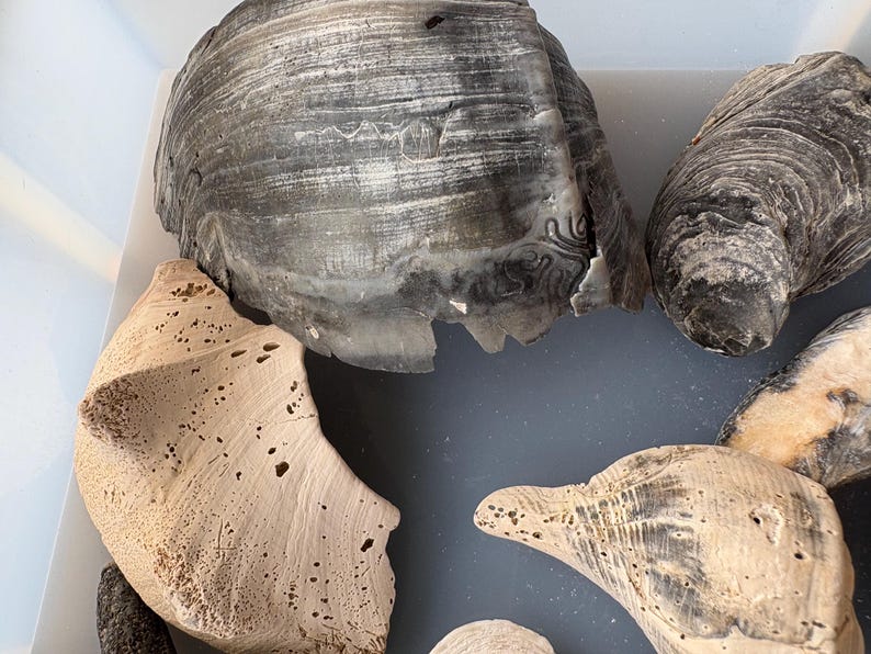 Hand Picked Large Natural Seashell Fragments | Black Gray Beach Shell ...