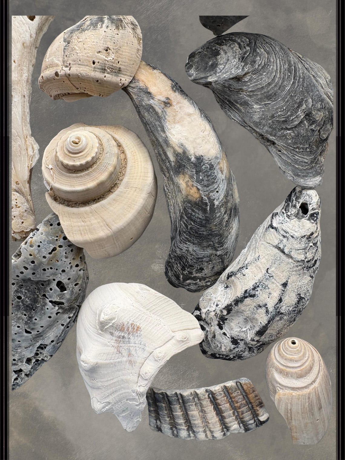 Hand Picked Large Natural Seashell Fragments | Black Gray Beach Shell ...