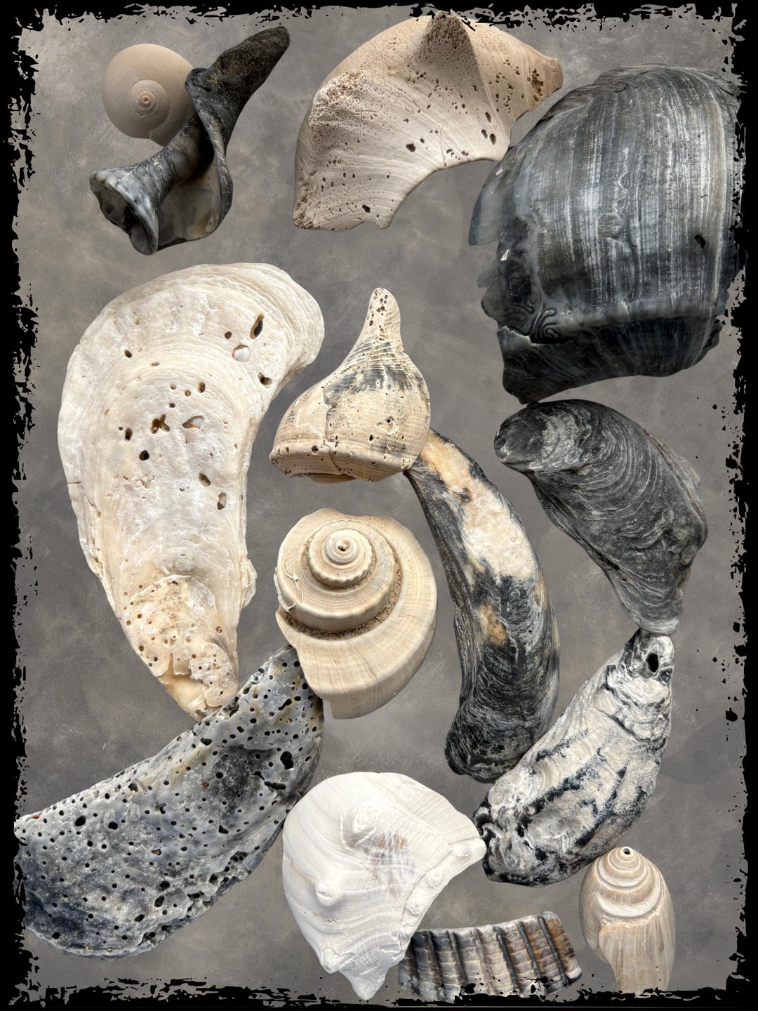 Hand Picked Large Natural Seashell Fragments | Black Gray Beach Shell ...