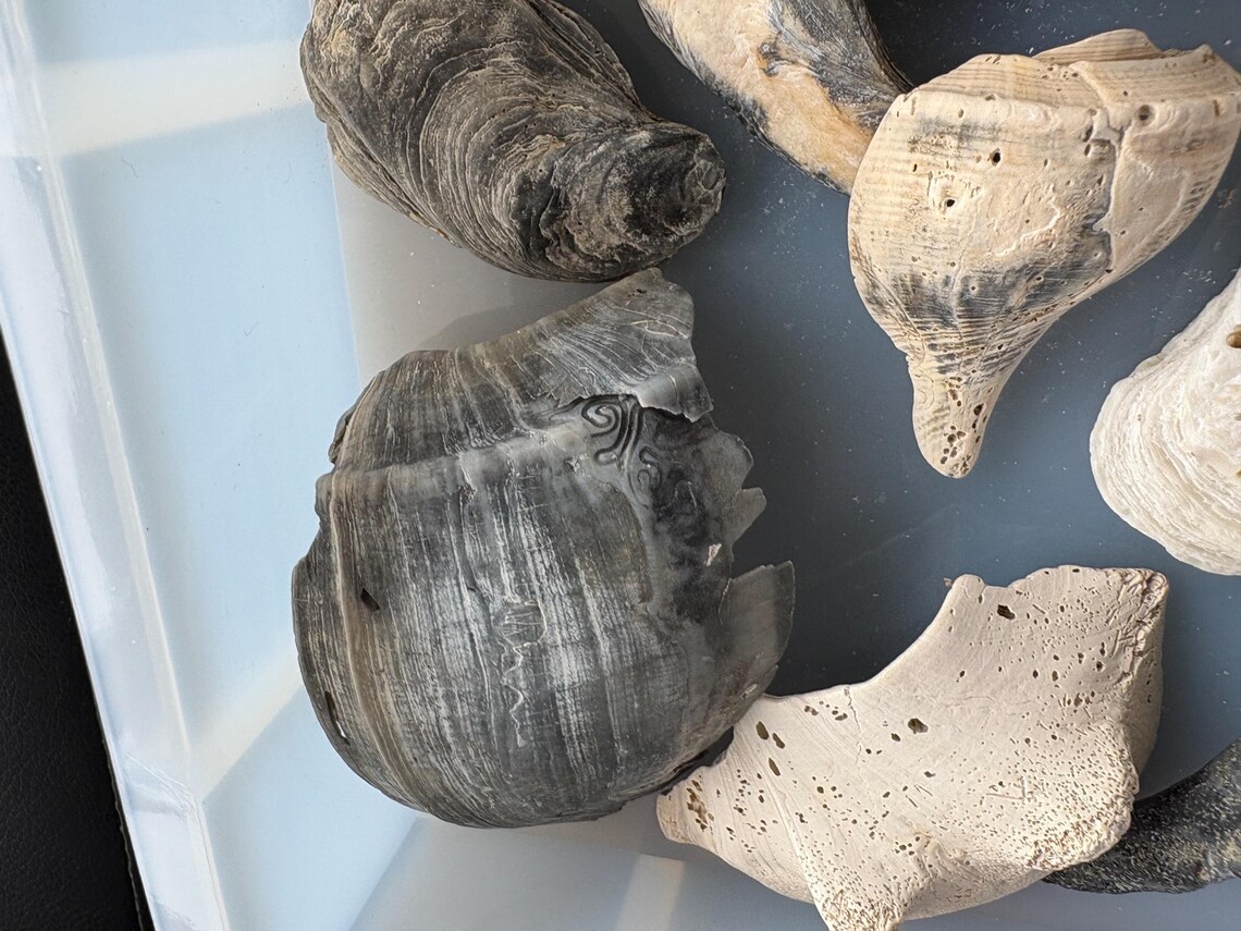 Hand Picked Large Natural Seashell Fragments | Black Gray Beach Shell ...