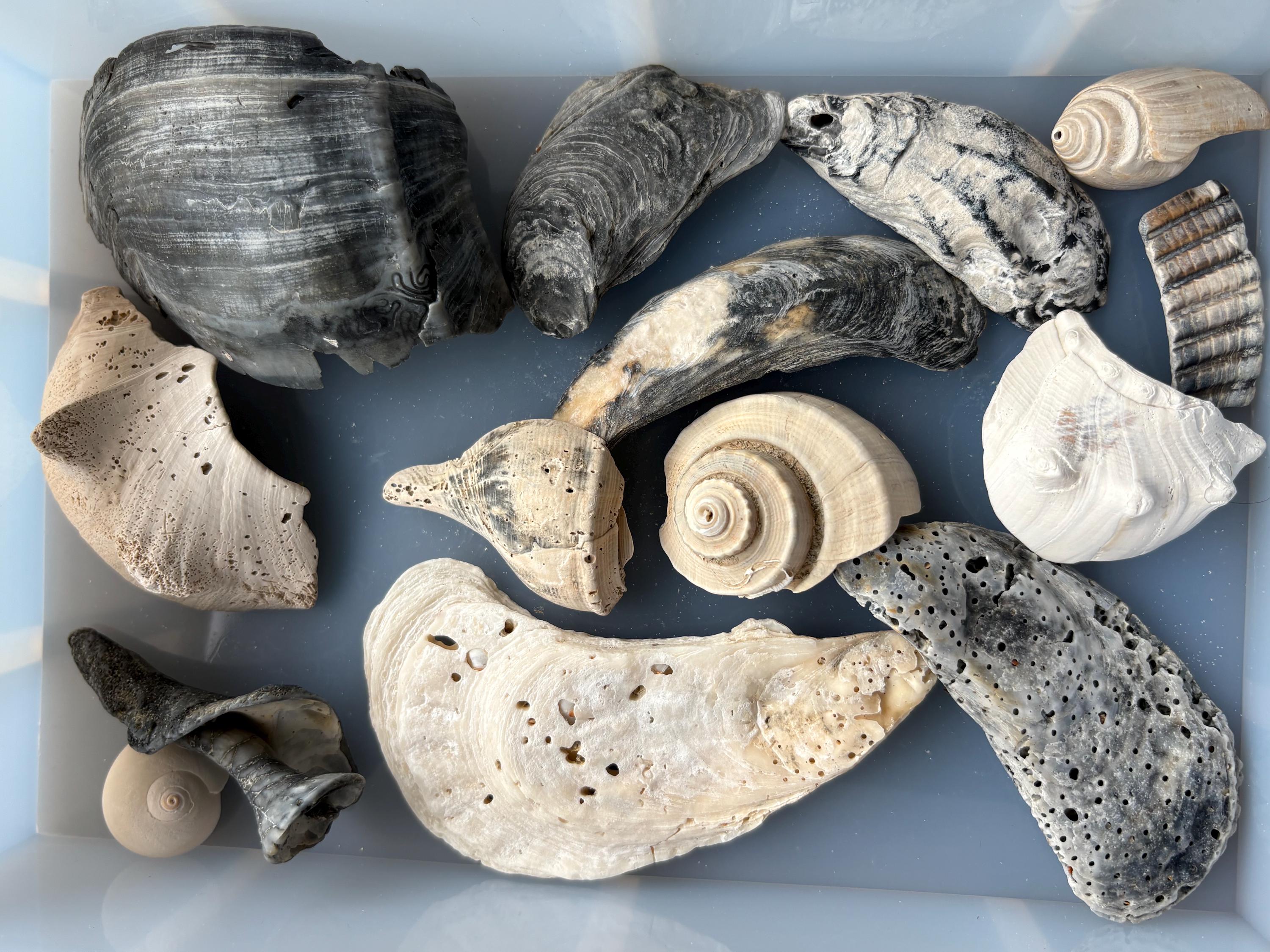 Hand Picked Large Natural Seashell Fragments | Black Gray Beach Shell ...