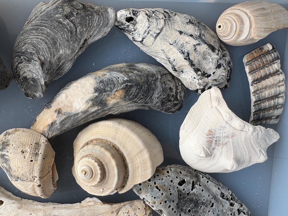 Hand Picked Large Natural Seashell Fragments | Black Gray Beach Shell ...
