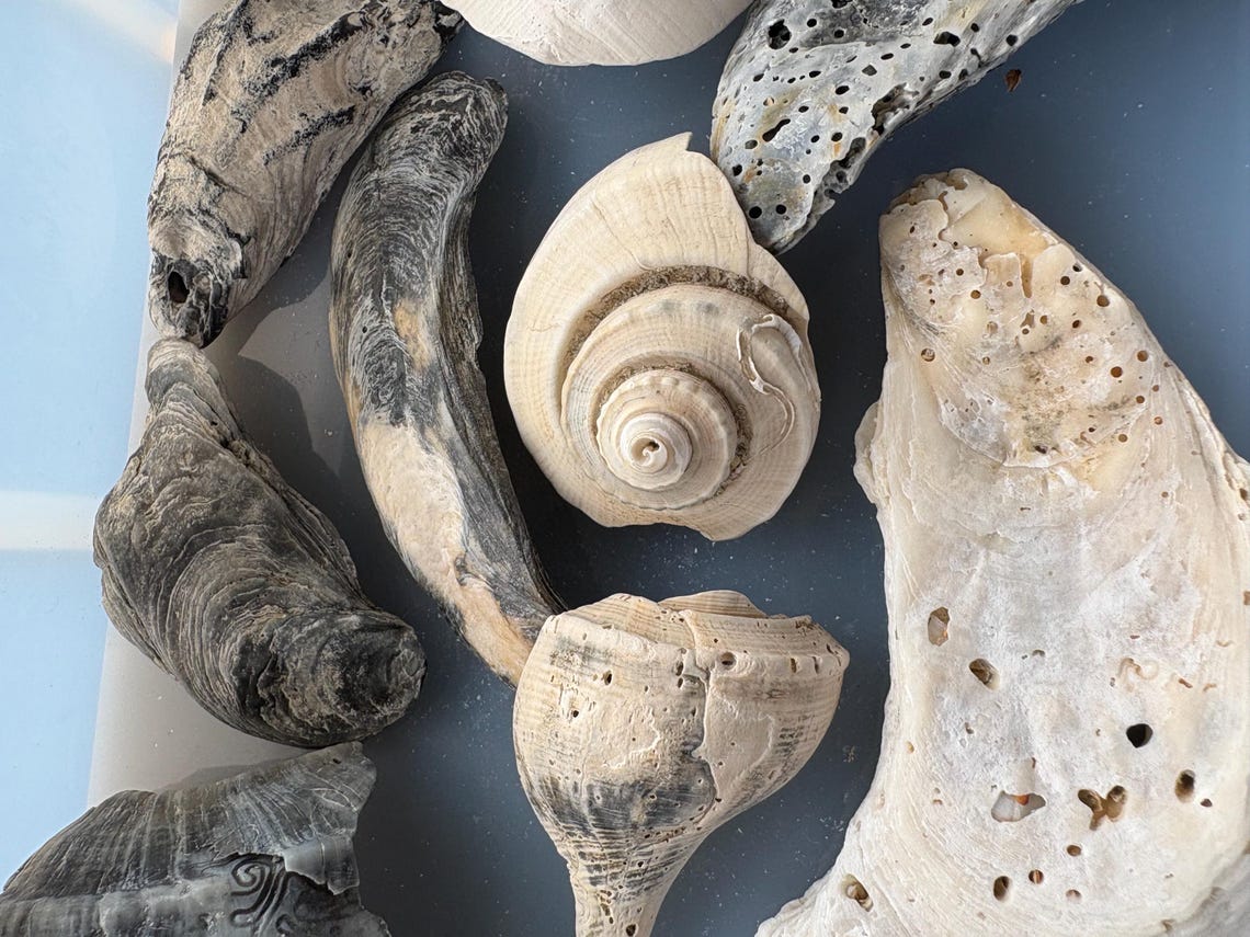 Hand Picked Large Natural Seashell Fragments | Black Gray Beach Shell ...