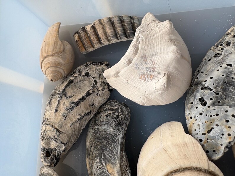 Hand Picked Large Natural Seashell Fragments | Black Gray Beach Shell ...