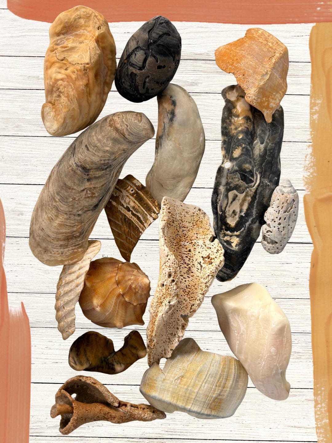 Natural Seashell Fragments Lot | Beach Found Shell Pieces | Coastal ...