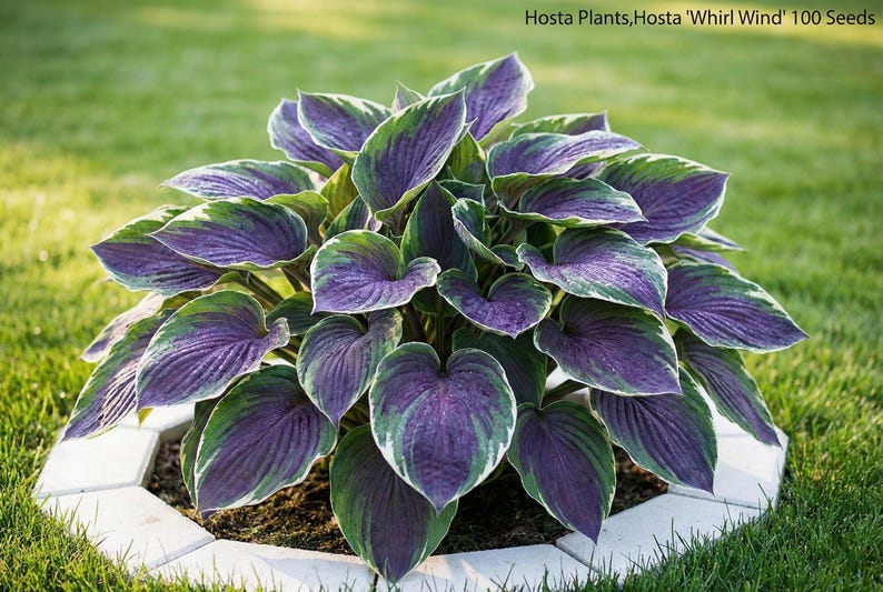 150 Seeds Mix Variegated Hosta Flower Color Perennial Shade Plant Non ...