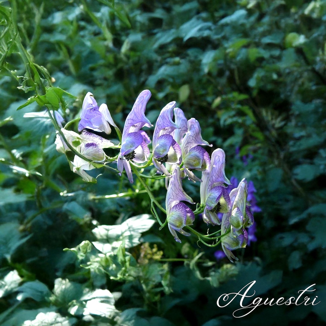 5 Seeds Aconitum Variegatum Rare Purple-white Bicolor Spires Variegated ...