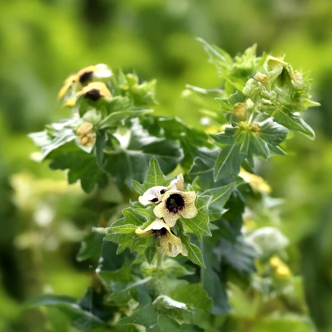 Hyoscyamus Niger (black Henbane) 50 Seeds Gothic Black-throated Blooms ...
