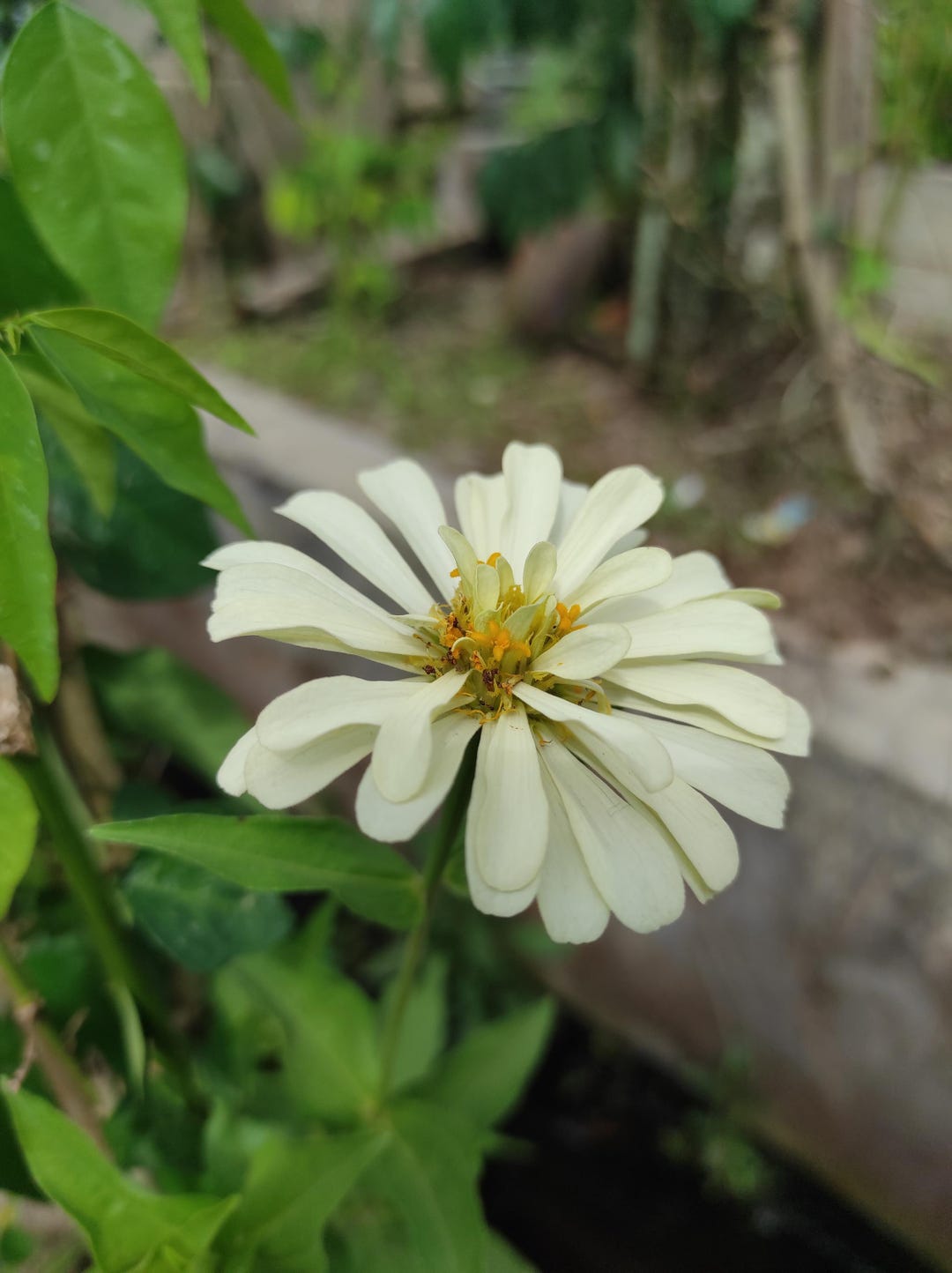 White Zinnia Seeds Elegant Cut Flower Polar Bear Garden (100 Seeds ...