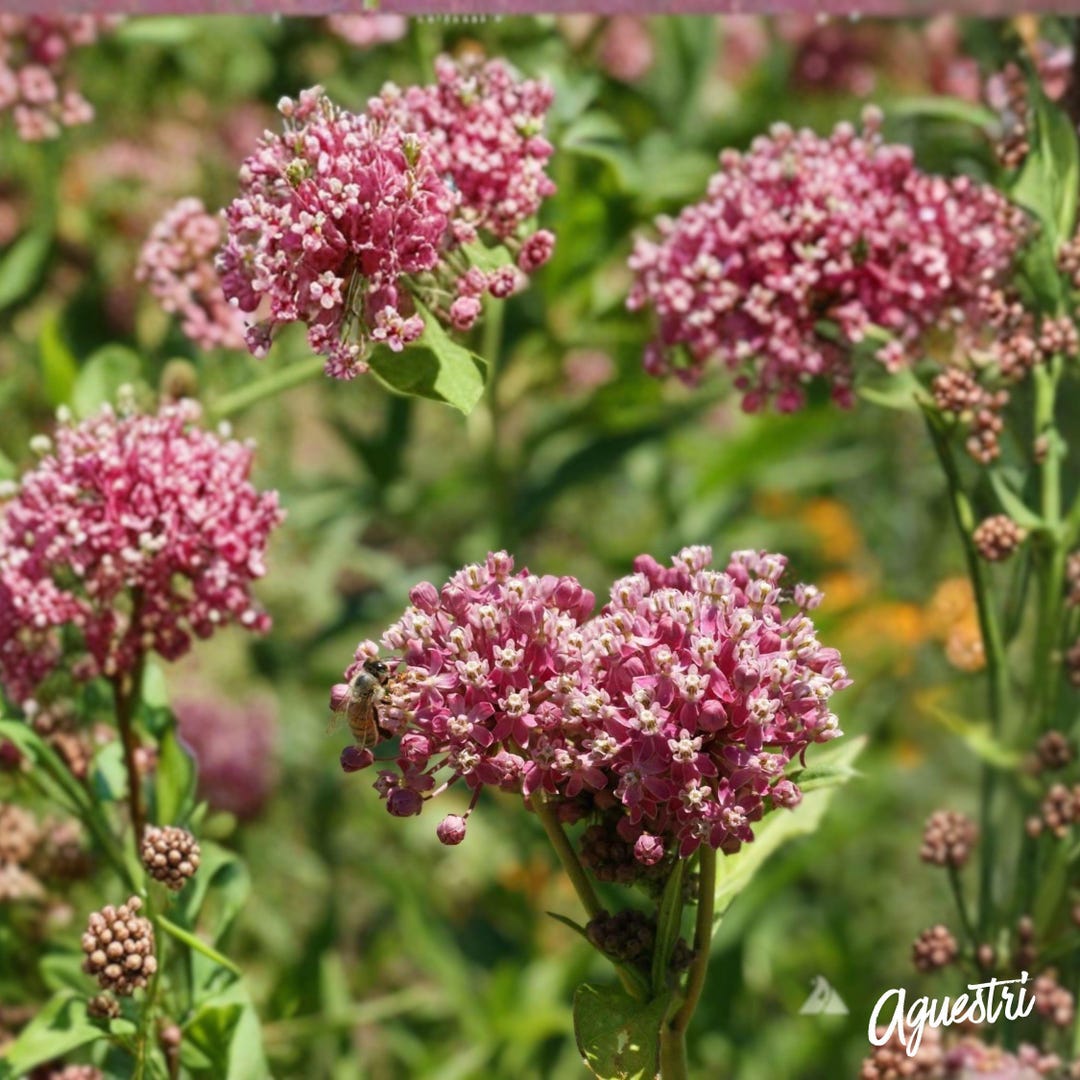 Asclepias Incarnata Pink Native Wildflower Swamp Rose Milkweed 75 Seeds ...