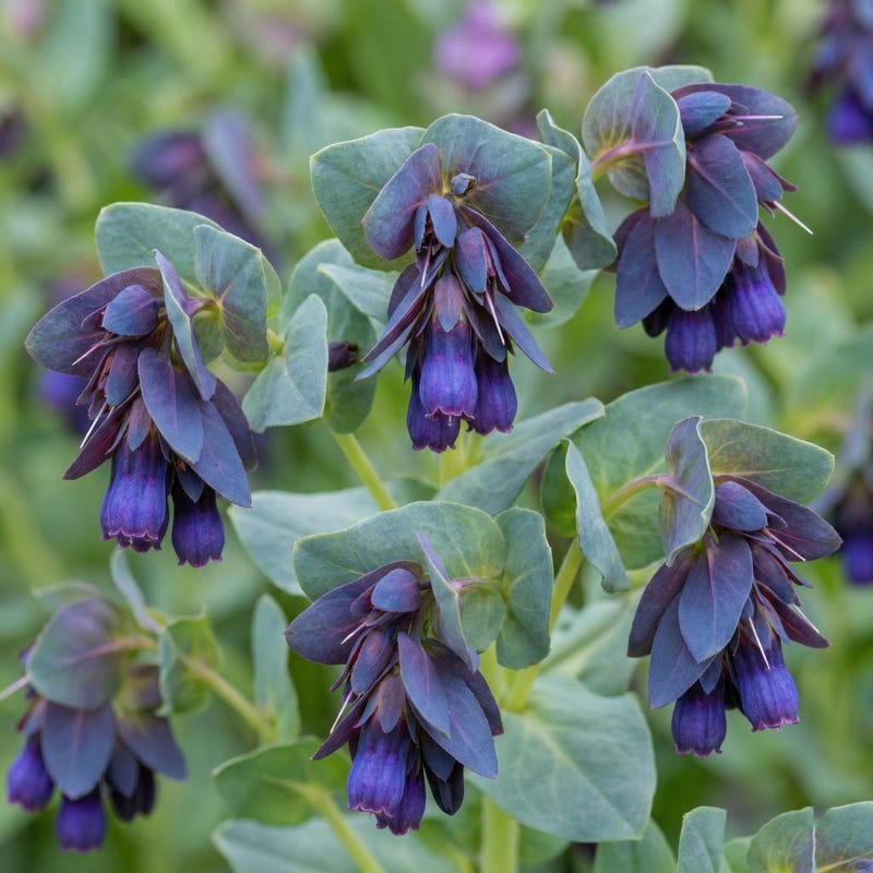 Cerinthe Major Plant - Etsy