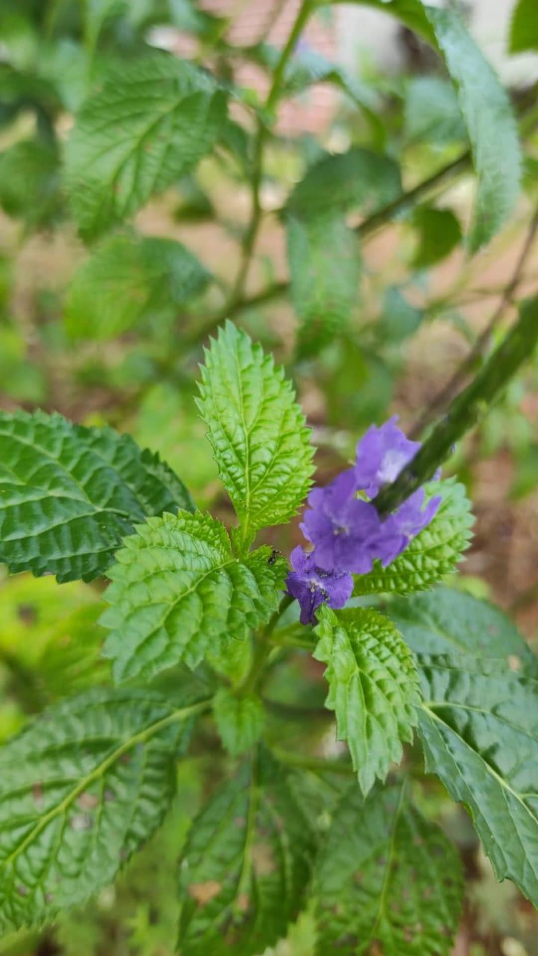 50 Seeds Blue Porterweed (stachytarpheta Jamaicensis) Butterfly ...