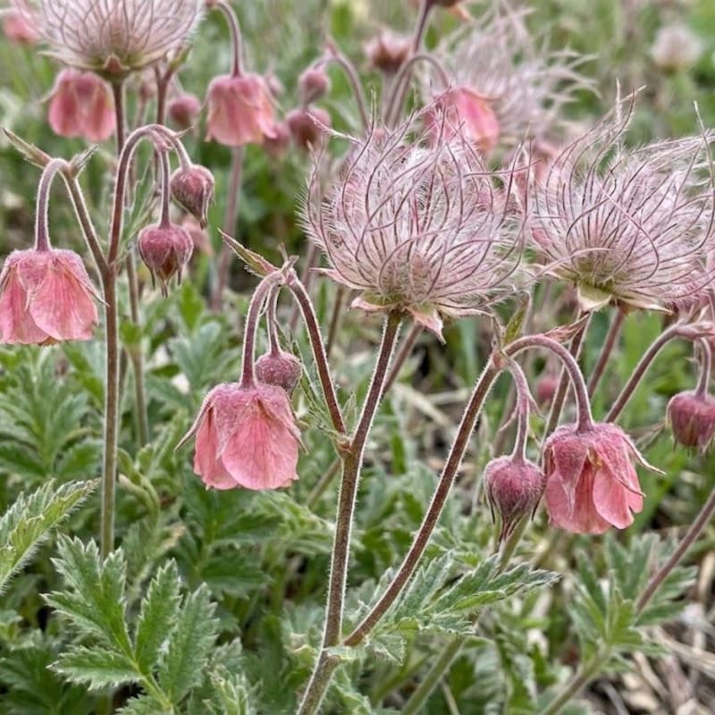 Prairie Smoke - Etsy