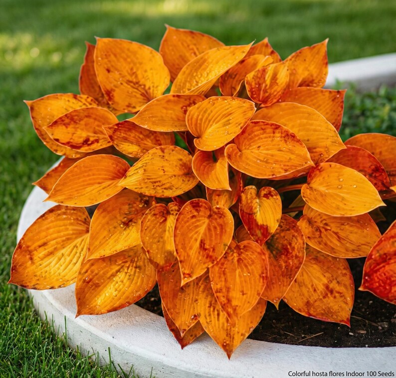 150 Seeds Mix Variegated Hosta Flower Color Perennial Shade Plant Non ...