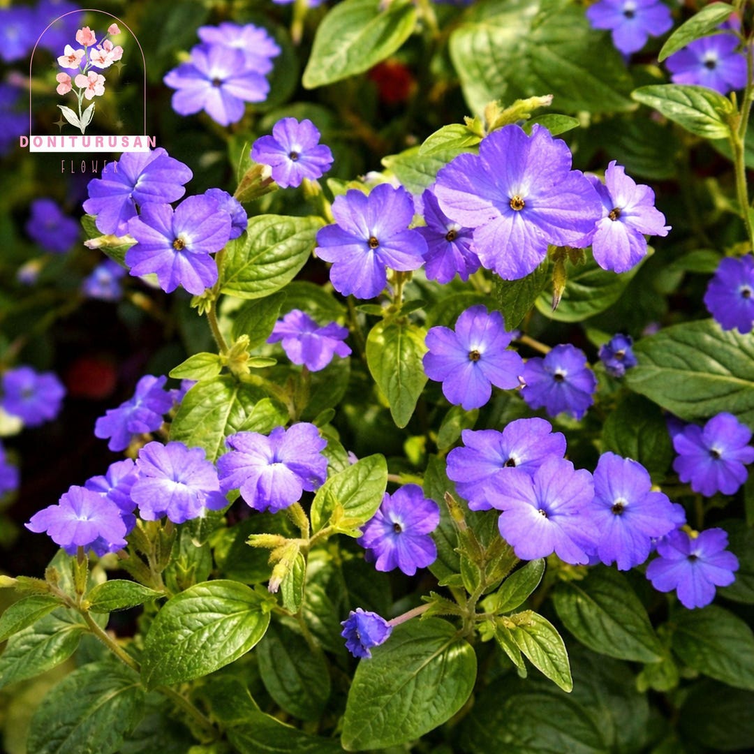 50 Browallia Amethyst Seeds, Violet Blue Purple Flowers, Easy Bush ...
