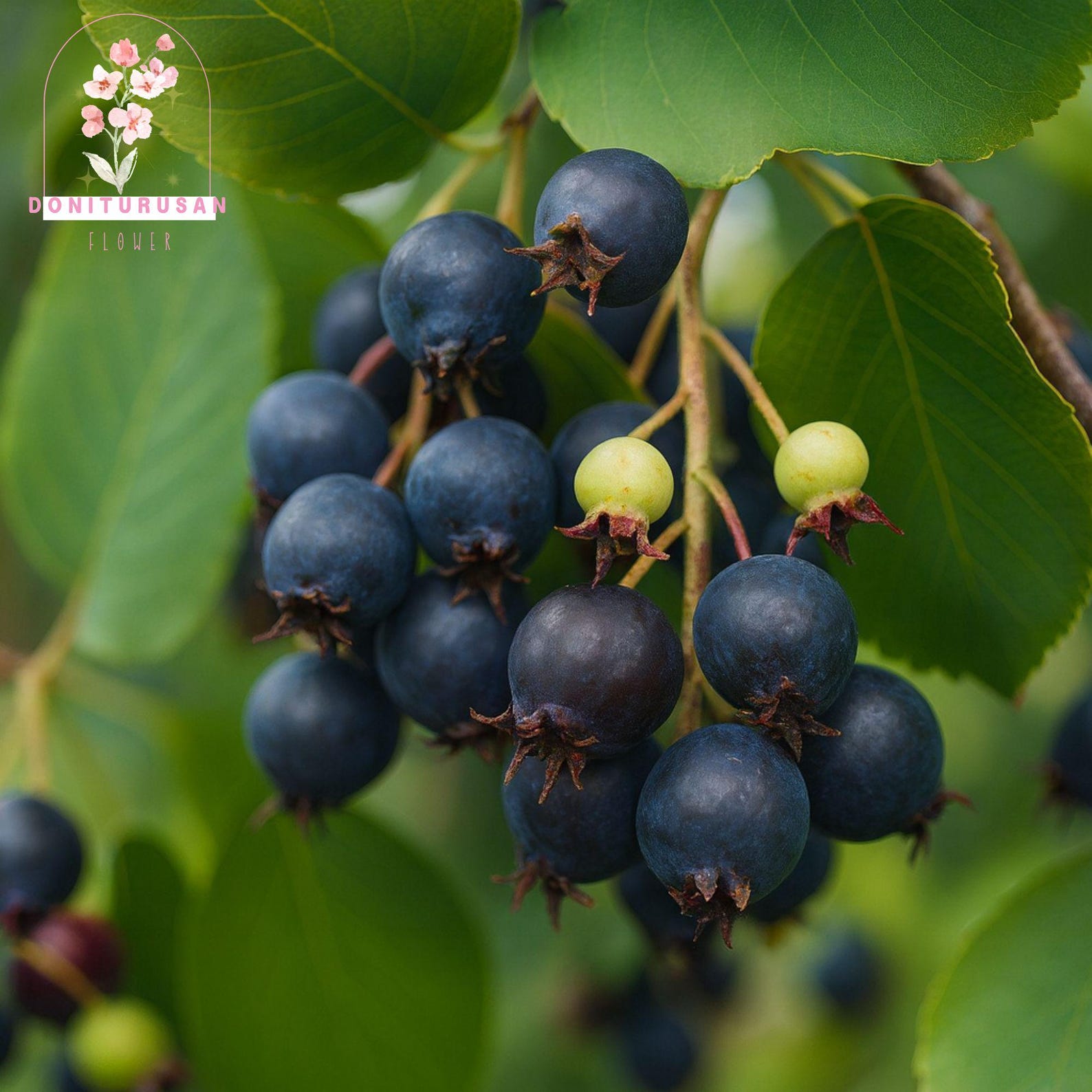 30 Saskatoon Serviceberry Seeds, Amelanchier Alnifolia Edible Berries ...