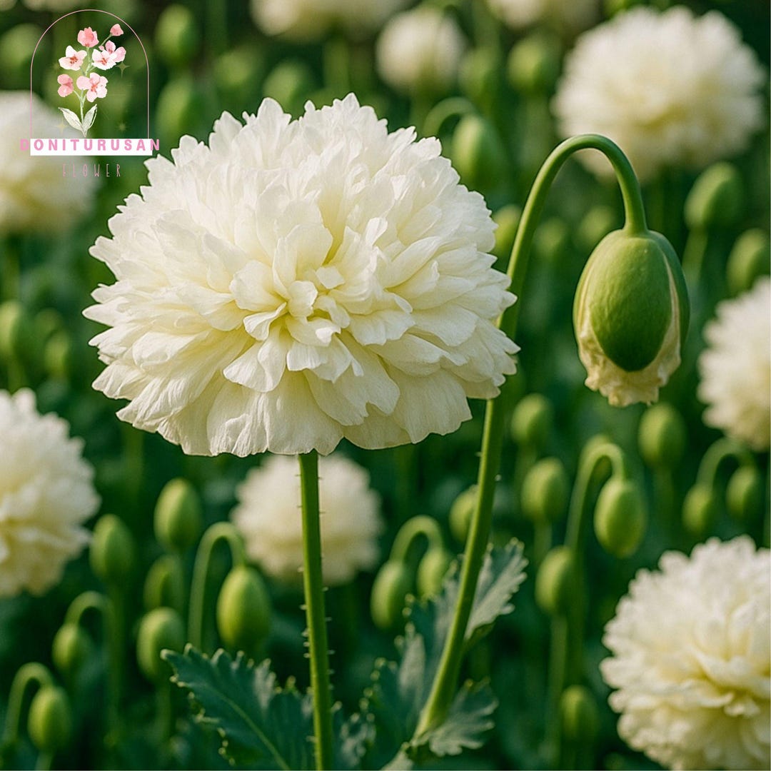 250 White Cloud Peony Poppy Seeds, Papaver Peoniflorum, Double White ...