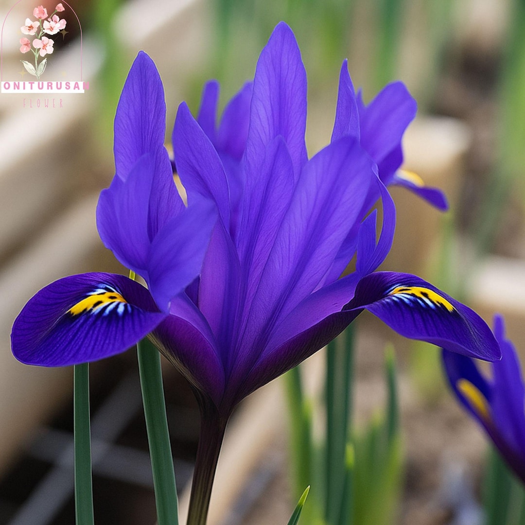 Blue Hill Dwarf Iris Bulbs, Rock Garden Perennial (12 Bulbs, 7cm+) - Etsy