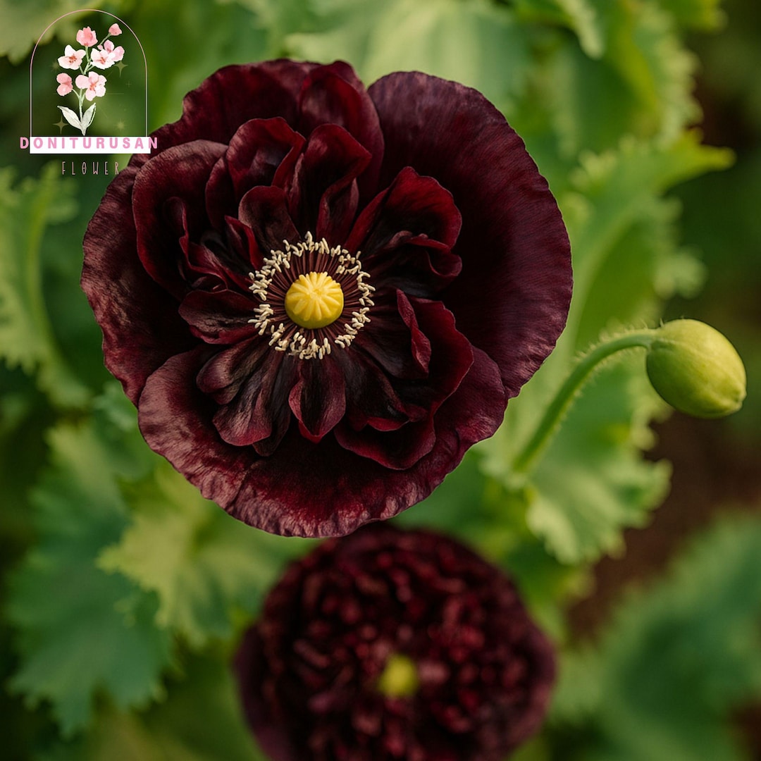 250 Black Peony Poppy Seeds, Papaver Peoniflorum Double Dark Flowers ...