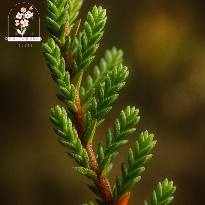 100 Scotch True Heather Seeds, Calluna Vulgaris Purple Pink Blooms ...