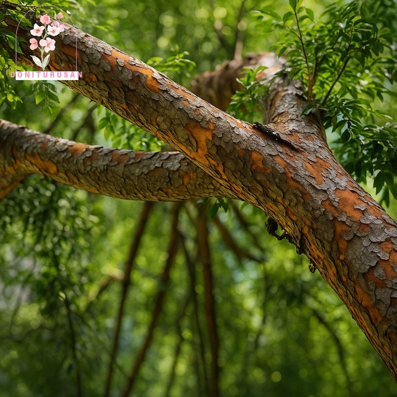 50 Chinese Elm Tree Seeds, Ulmus Parvifolia Lacebark, Hardy Shade Tree ...