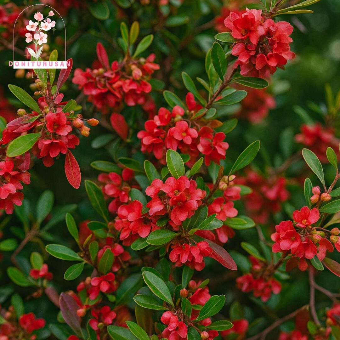 40 Florida Hopbush Seeds, Mixed Colors Shrub, Hardy Hopseed Plant ...