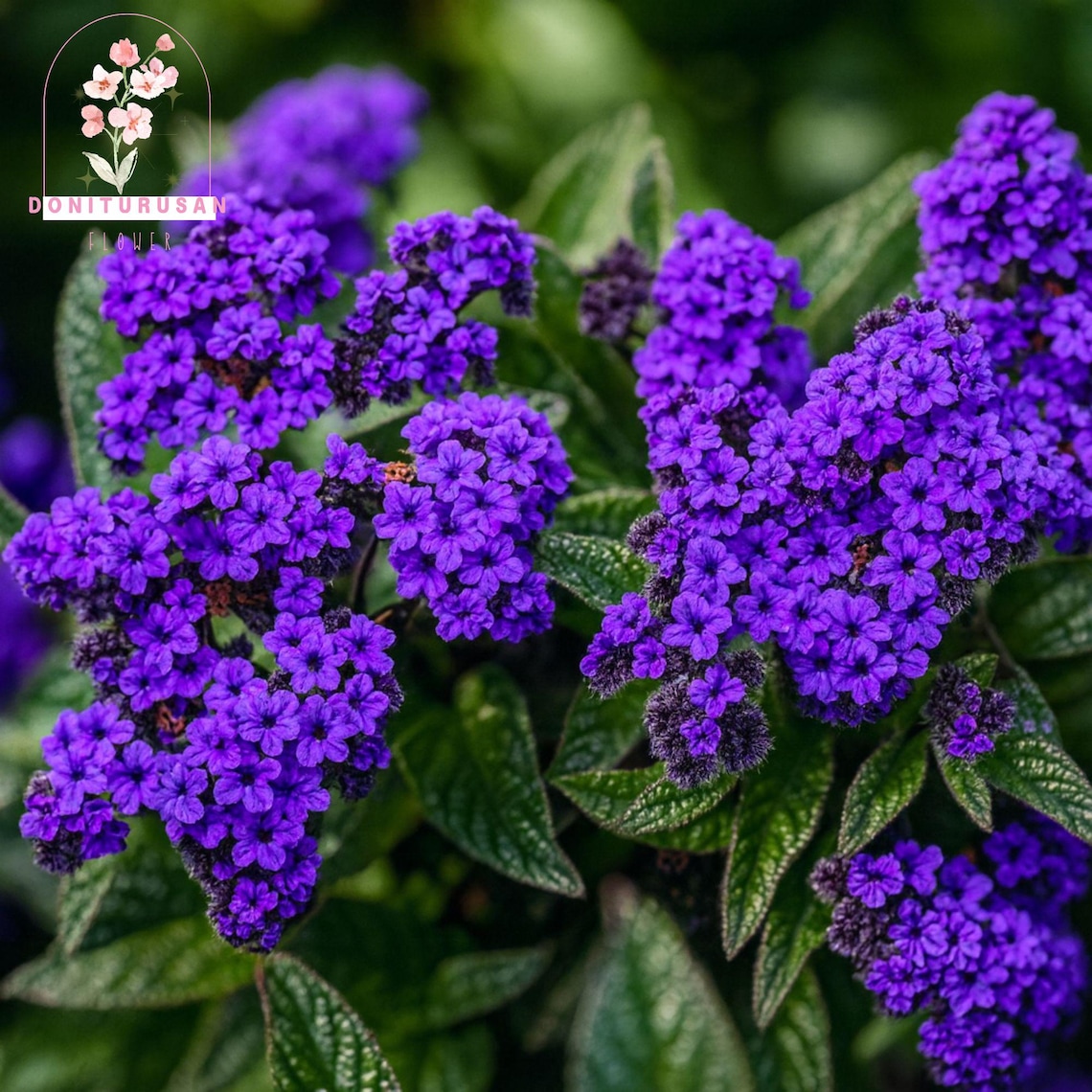 50 Blue Marine Heliotrope Seeds, Fragrant Purple Blooms, Heliotropium ...