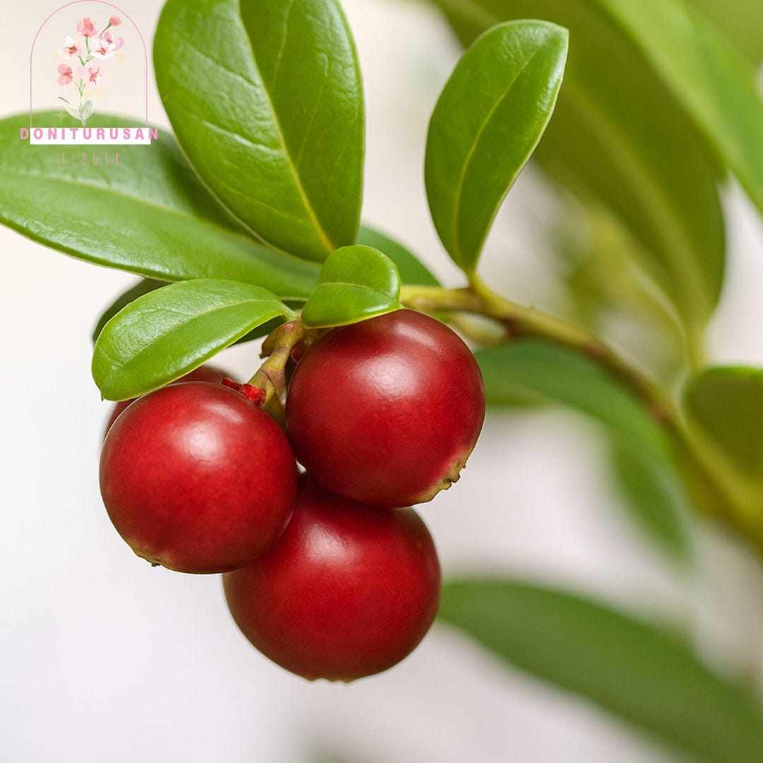 100 Cranberry Seeds: American Red Fruit Bush - Hardy Perennial Shrub - Etsy