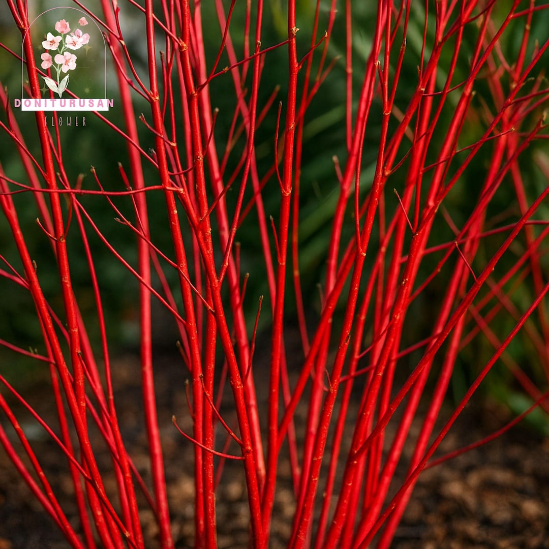 20 Red Twig Dogwood Seeds Cornus Sericea Red Osier Shrub White Spring