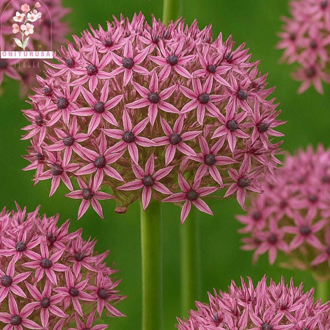 5 Bulbs Starlight Allium Bulbs, Flowering Onion, Star Shaped Blooms ...