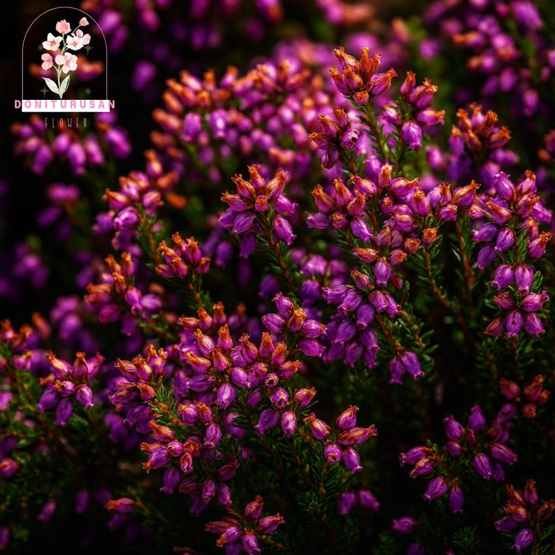 100 Scotch True Heather Seeds, Calluna Vulgaris Purple Pink Blooms ...