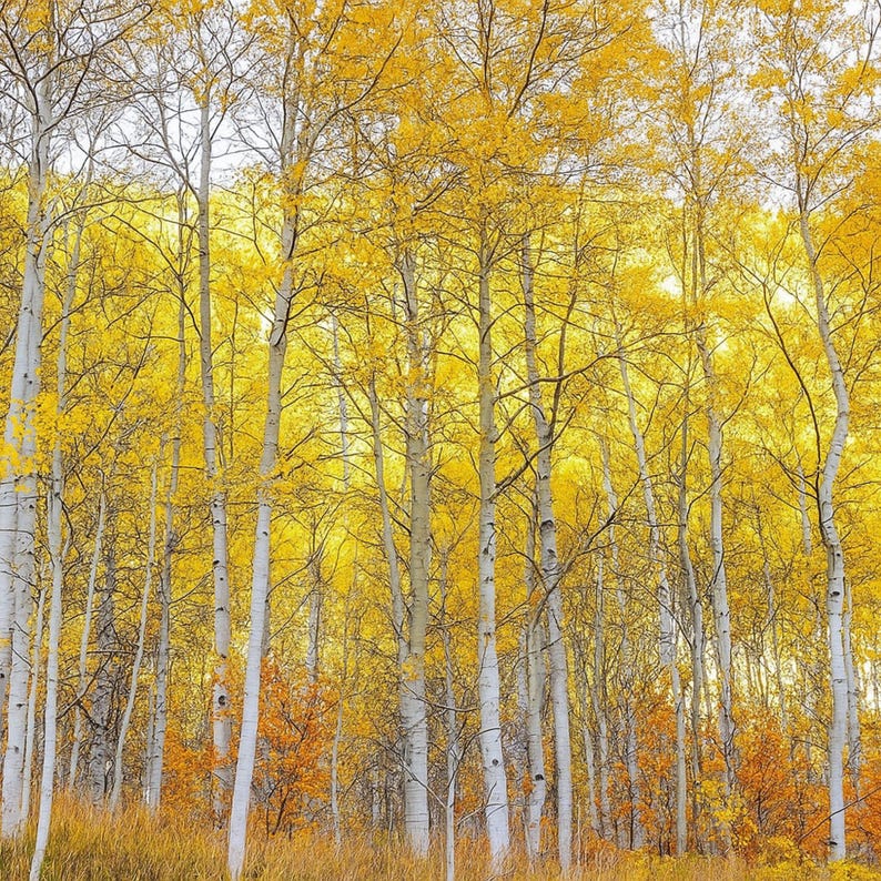50 Quaking Aspen Tree Seeds Populus Tremuloides White Bark Yellow Fall ...