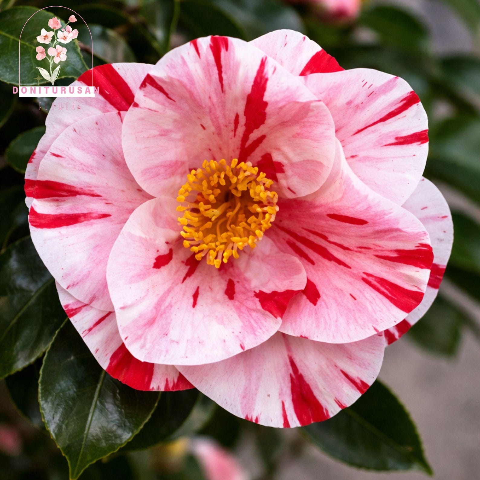 Tri Color Camellia Japonica Starter Plant, Evergreen Flowering Shrub ...