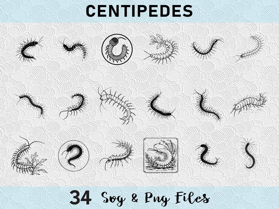 Centipede SVG PNG Bundle, Insect Clipart, Cricut Cut Files - Etsy
