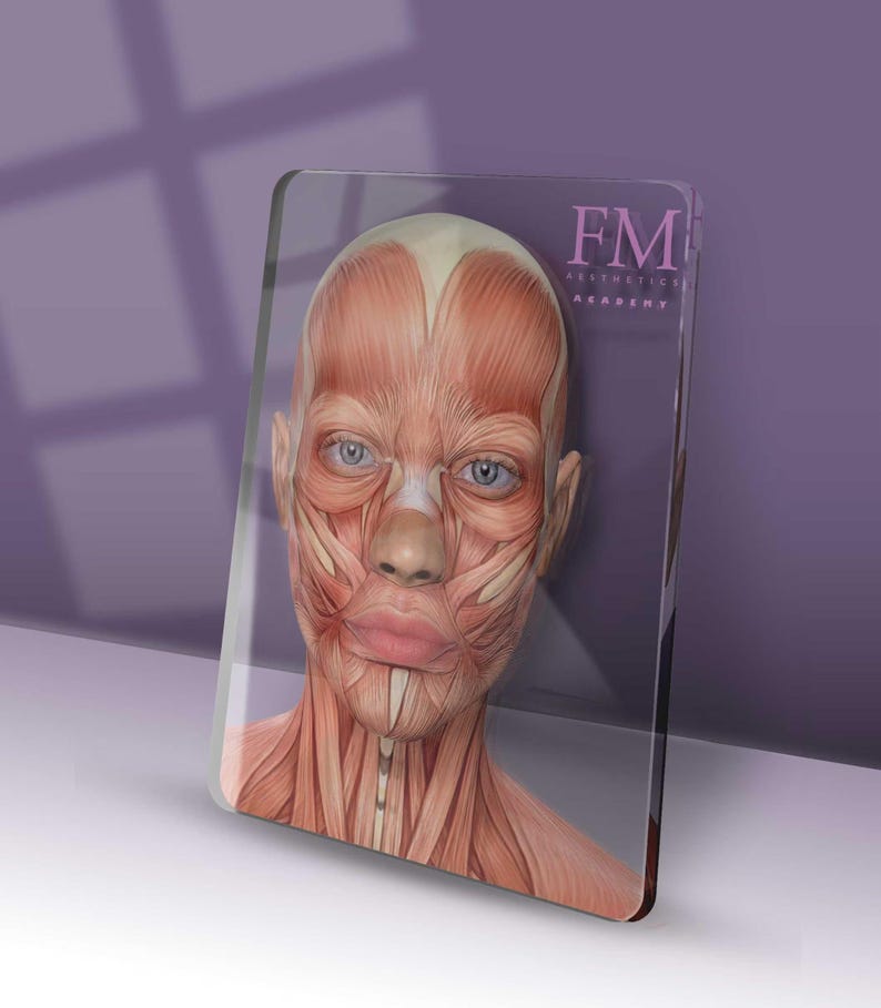 Aesthetics Clinic Facial Anatomy Diagram Board 5mm Acrylic Perspex ...