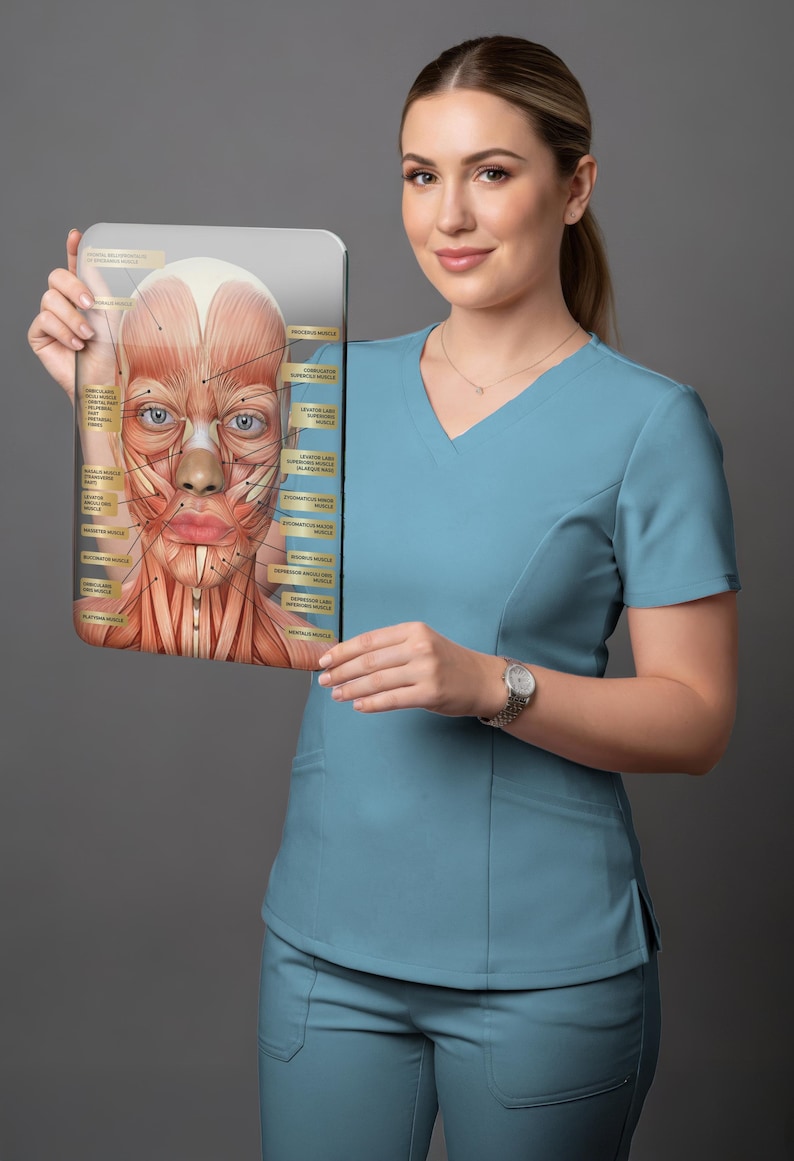 Aesthetics Clinic Facial Anatomy Diagram Board 5mm Acrylic Perspex ...
